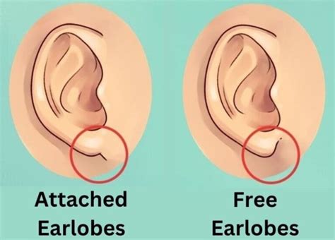 Vos lobes d oreilles révèlent vos traits de personnalité cachés