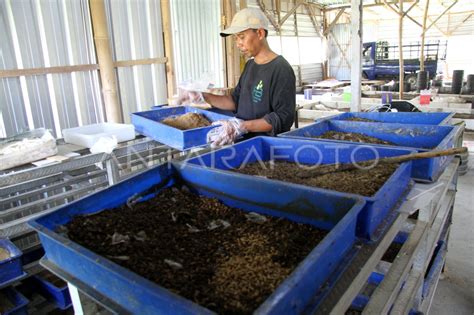 Budidaya Maggot Di Jombang Antara Foto