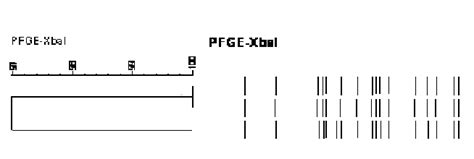 Dendrogram Showing The Cluster Analysis Of The Different Pfge X Ba I
