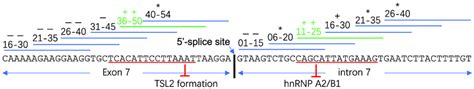 Binding Sites For The Asos Used In The Smn2 Exon 7 And Intron 7 Walk