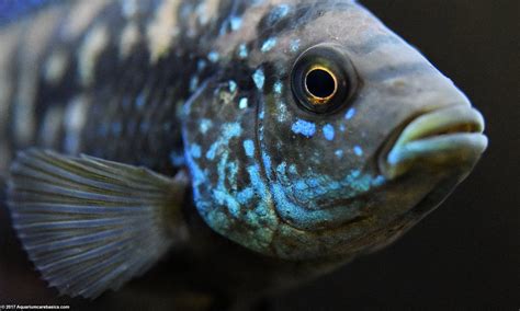 Freshwater Tropical Fish Tank