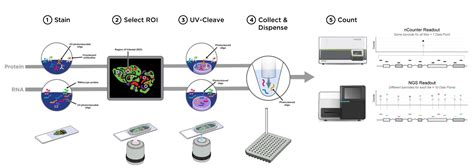 Spatial Omics Nanostring Geomx And Cosmx Useq