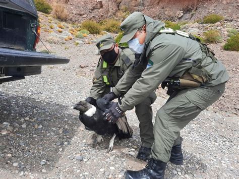 Rescataron un cóndor andino a la vera de una ruta en el sur de Mendoza