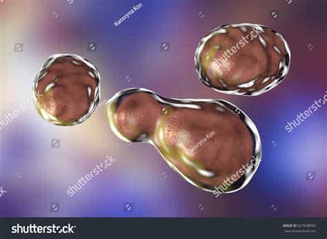 Pathogenic Yeast Fungus Cryptococcus Neoformans Which Stock Illustration 527608093 Shutterstock