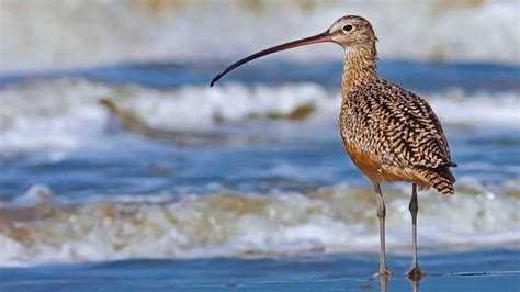 20 Amazing Birds With Long Beaks Exploring Natures Curiosities