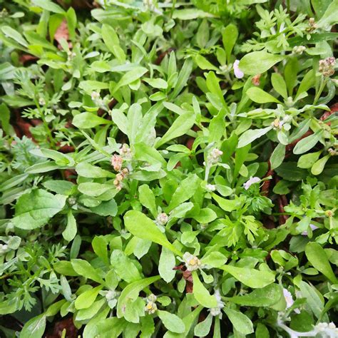 鼠耳菜菜鼠菜老鼠大山谷图库