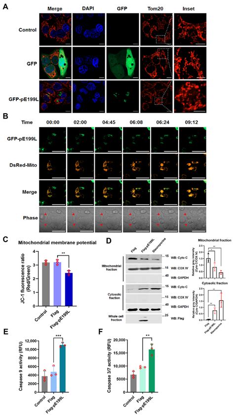 ASFV PE199L Triggers The Mitochondrial Apoptotic Pathway A Analysis