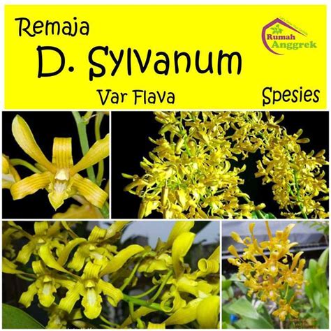 Jual Anggrek Dendrobium Sylvanum Var Flava Remaja Spesies Langka Hutan Dendro Papua Kuning Di