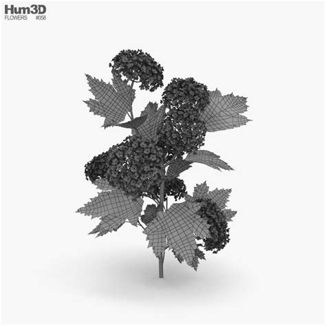 Guelder Rose 3d Model Download Flowers On