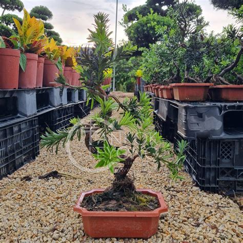 Tkl Outdoor Bonsai Podocarpus Macrophyllus S Shaped Bonsai 盆景小叶罗汉松