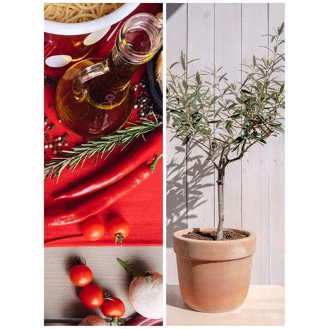 Set Tocatoare Din Lemn De Maslin Cu Maner 23 30 Cm Forma Naturala