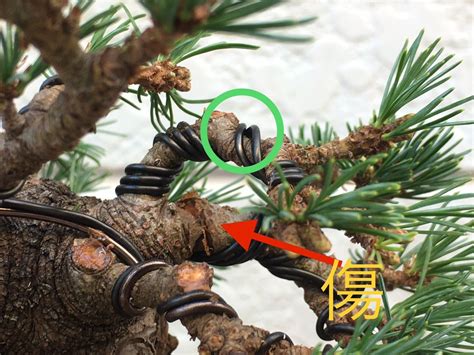 Everyday Bonsai