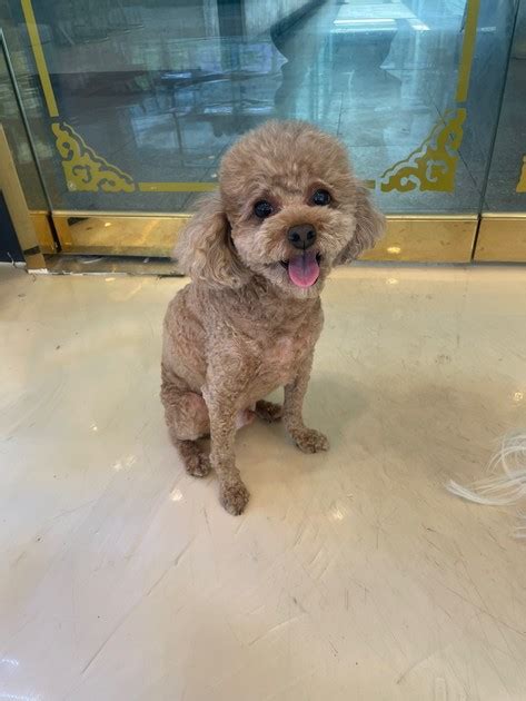 웰시코기 치와와 닥스훈트 고양이입양 요크셔테리어 토이푸들 유기견보호소 러시안블루 보리 강아지무료분양 고양이무료분양 도그마루 보호소 유기견 강아지입양 유기견입양 고양이