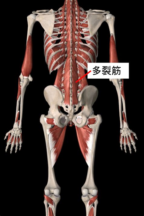 ぎっくり腰の治し方 トリガーポイント療法専門 もりかわ鍼灸治療院