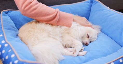 Masser Son Chien Un Bonheur Partagé Drop Seniors