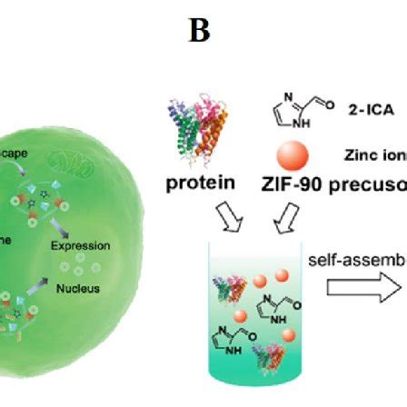 A Schematic Representation For Synthesis Of PEGFP C1 ZIF 8