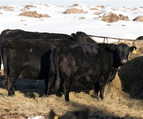 Hitchpin On Linkedin “my Cattle Are My Livelihood Calling You Was The