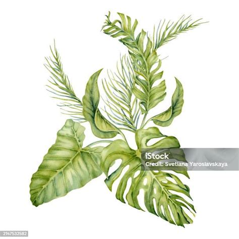 바나나와 레몬 나무 열대 잎 구성 몬스테라와 야자수 가지 흰색 배경에 고립된 수채화 그림입니다 해변 테마 카드를 위한 이국적인 일반 식물 디자인 요소 0명에 대한 스톡 벡터