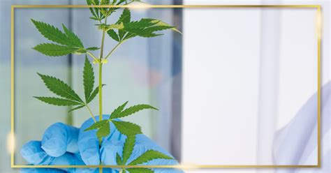 ¿qué Es El Cbd Y Cuáles Son Sus Propiedades Sanafar