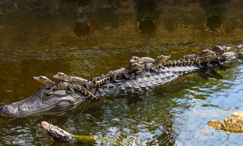 Alligator Hunting In Louisiana Timing Locations Permits And More