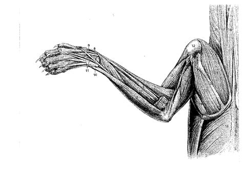 Cat Dissection Figure 20 Diagram Quizlet