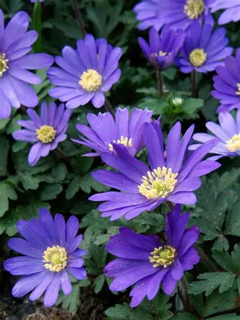 Anemone Blue Shades Bluestone Perennials Spring Flowering Trees