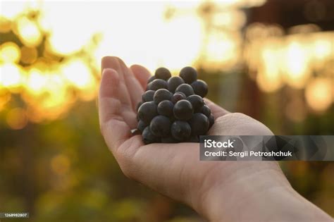 한 작은 포도 무리를 가진 남자의 손이 일몰을 맞이합니다 가을에 포도원에서 수확 건강한 식생활에 대한 스톡 사진 및 기타 이미지