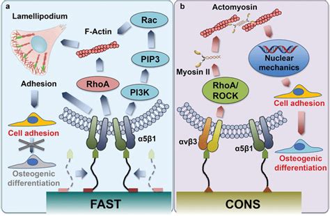 Schematic View Of The Related Signaling Pathways For Stem Cells On
