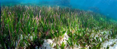 Worlds Largest Plant Is A Vast Seagrass Meadow In Australia Whowhatwhy