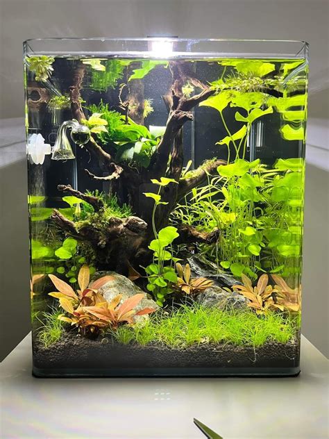 Nano Planted Tanks 5 Gallon Planted Tank Ideas 3 Gallon Planted Tank