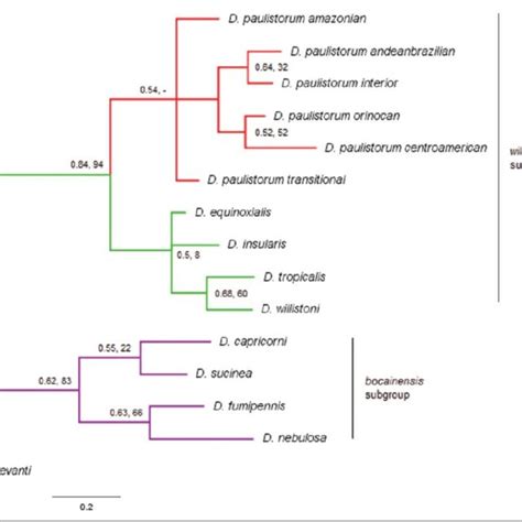 bayesian inference tree obtained with morphological dataset the