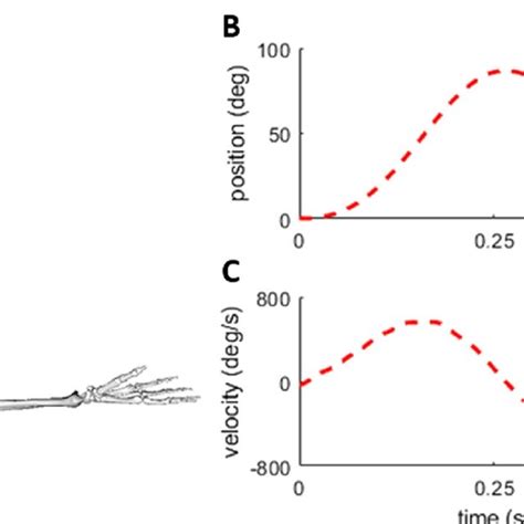 Elbow Musculoskeletal Model And Reference Data A Opensim Elbow Model