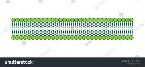 Scientific Designing Phospholipid Bilayer Structure Cell Stock Vector Royalty Free
