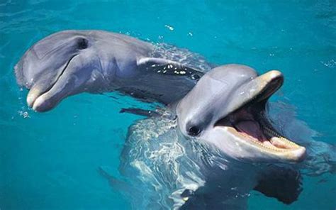 Crystal Joy Two Bottlenose Dolphins