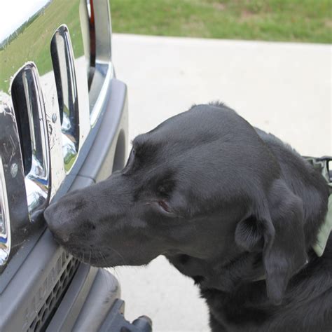 Detection K Grill Vehicle Detection Custom Canine Unlimited