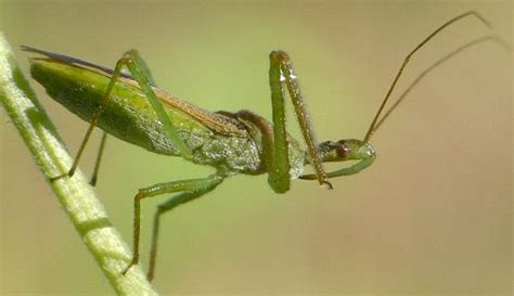 Backyard Beasts November 2012 Assassin Bug