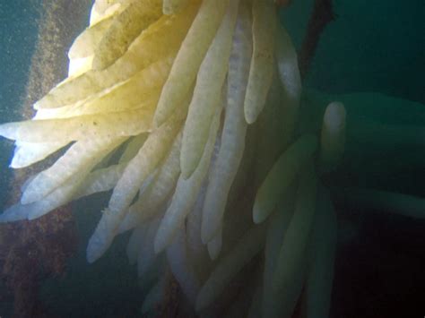 Squid Sex Its Complicated British Diver