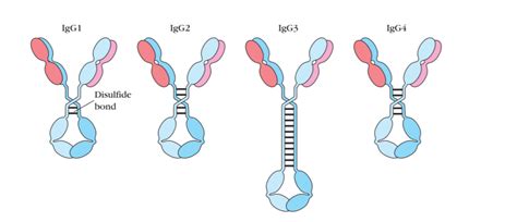 Igg Antibodies Structure Subclasses And Functions • Microbe Online
