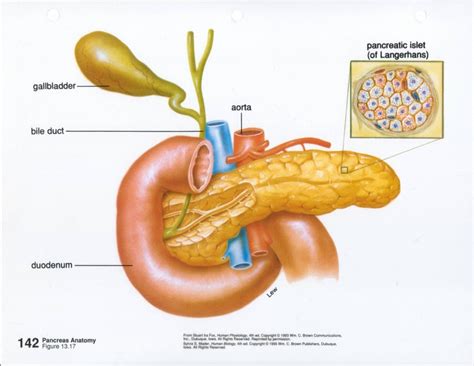 Special Procedures Biliary System Diagram Quizlet