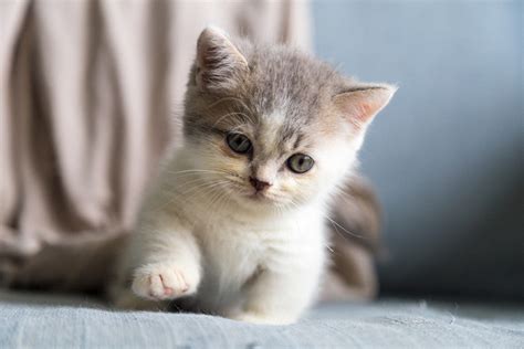 Bringing A New Kitten Home Must Know Tips Dogs And Cats Hq