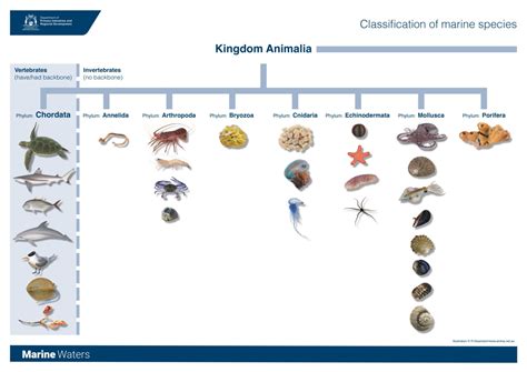 Poster Marine Classification Senior Department Of Primary