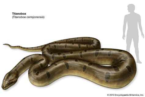 Titanoboa Vs Gigantophis