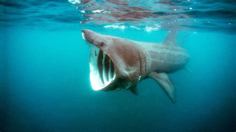 Can You Identify These Different Types Of Sharks Howstuffworks