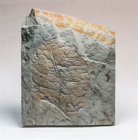 Rare Precambrian Association Yorgia And Tribrachidium The Natural