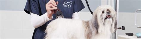 Dog Haircut Styles And Grooming Tips Petco