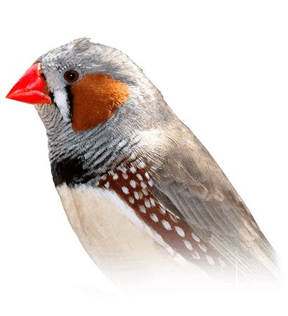 Black And White Finch Bird
