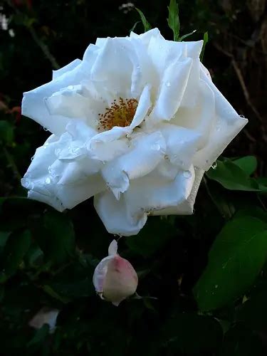 Rosas Brancas Para Jardins 10
