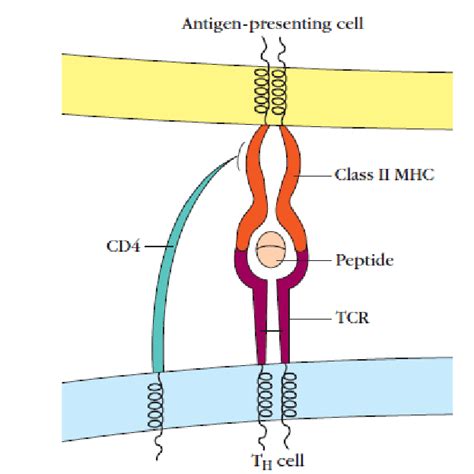 Schematic Diagram Of The Ternary Complex Formed Between A T Cell