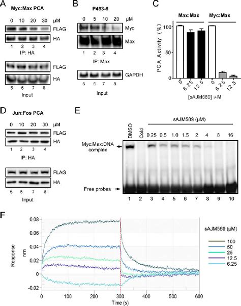 Sajm589 Selectively Disrupts The Myc Max Interaction A Inhibition Of