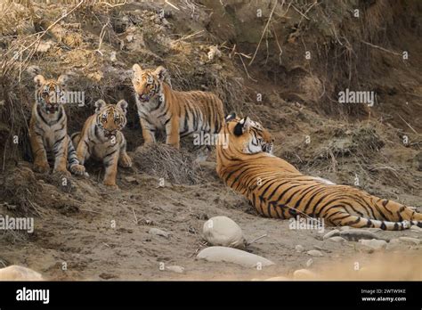 Tigress With Three Cubs In Corbett National Park February 2024 This